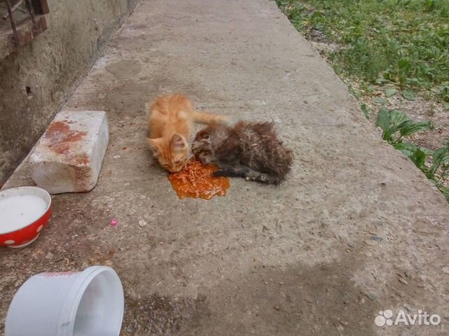 Бездомные котятки из подвала