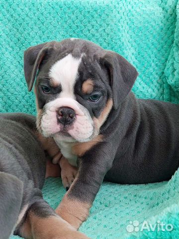 Голубоглазая Красотка