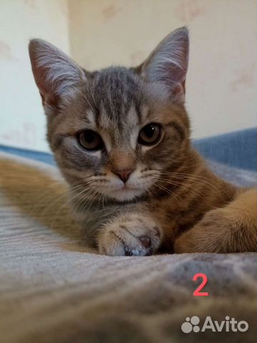 Котята породы Scottish strait