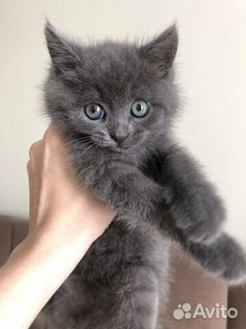 Котёнок девочка