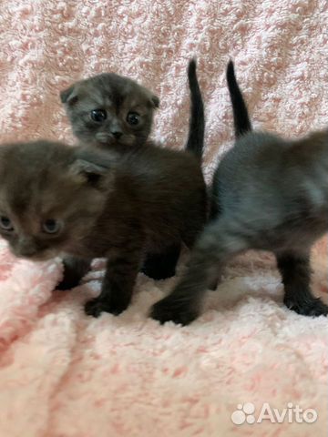 Котята бесплатно 30.04