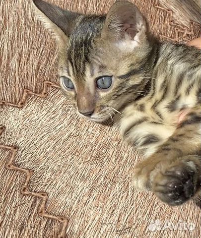 Бенгальские котята продажа