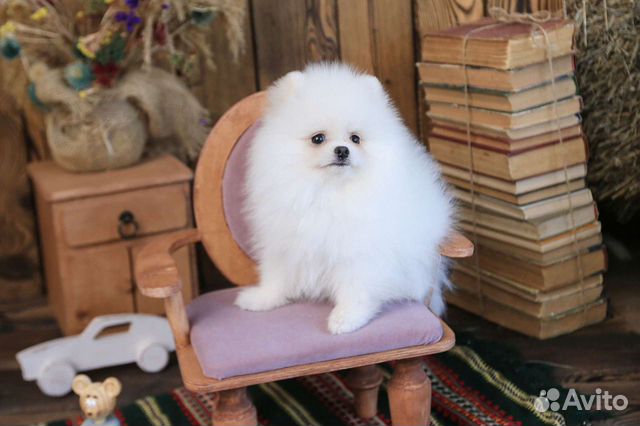 Кавалер ищет семью