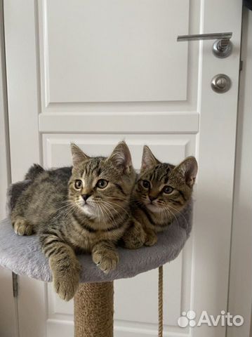 Котики шотладцы