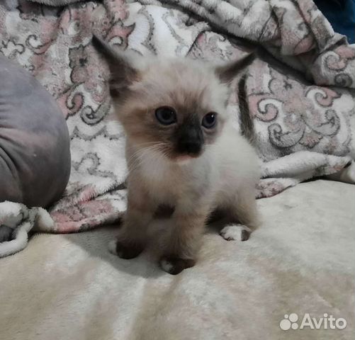 Котенок мальчик