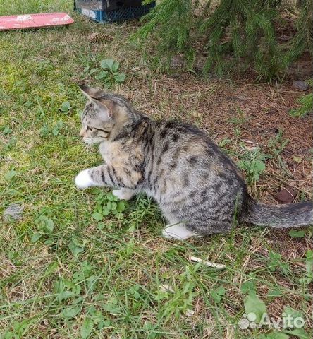 Котенок девочка бесплатно