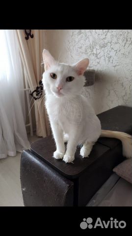 Снежок ищет дом