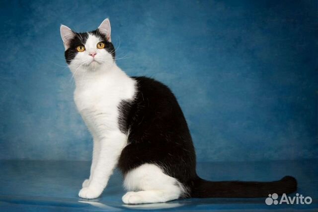 Маркизный кот Спартак в дар 9 мес