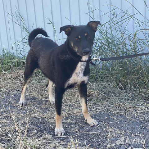 Собака в добрые руки