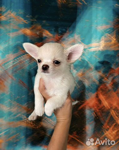 Чихуахуа щенки
