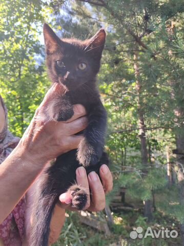 Котята сибирской кошки