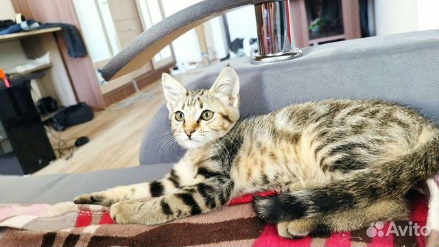 Котенок бесплатно