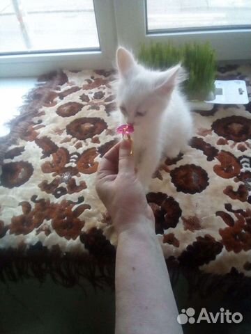 Кошечка в добрые руки