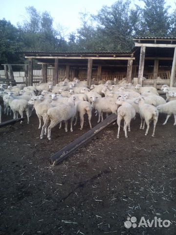 Продам овцематку порода "Меринос"