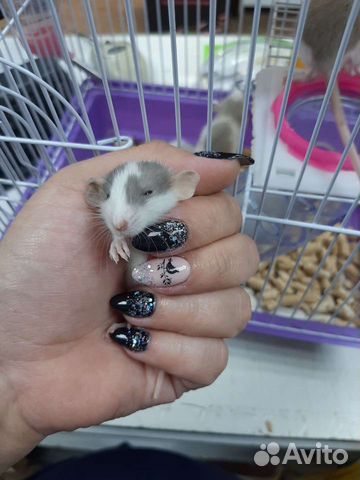 Крысята дамбо