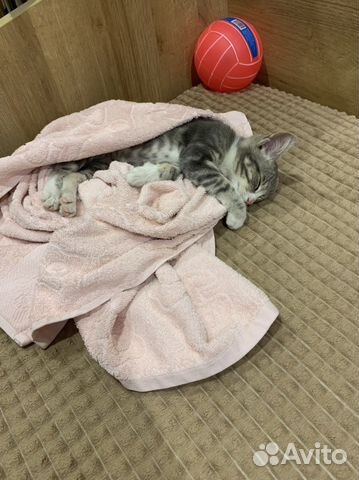 Котенок девочка бесплатно