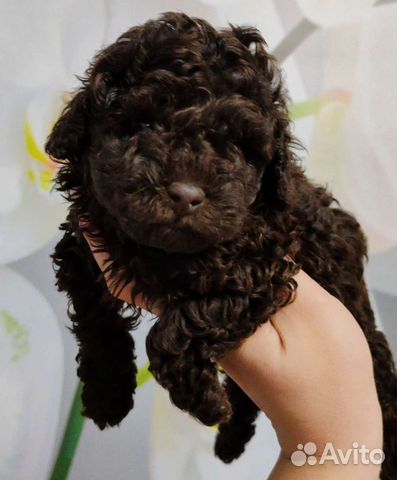 Миниатюрный пудель коричневого окраса