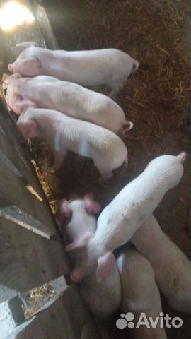 Поросята ландрас 2 месяца 5000,хряк на мясо 1,5 г