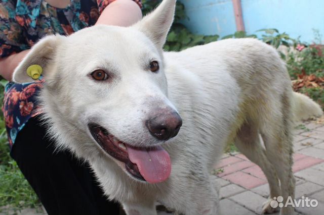 Пёс собака Вольт ищет дом