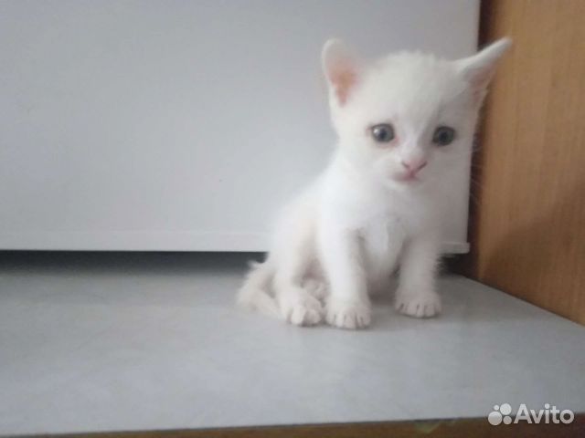 Белый котенок