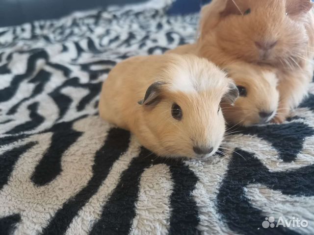 Морская свинка