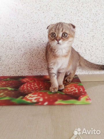 Золотая шиншиллка. Девочка