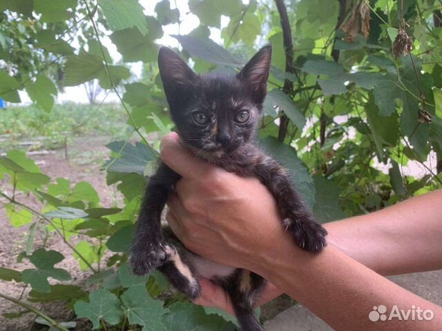 Кошки в добрые руки