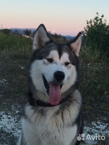 Аляскинский маламут вязка