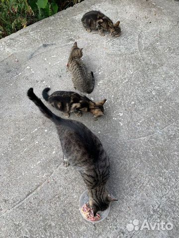 Котята 3-4 месяца на промзоне
