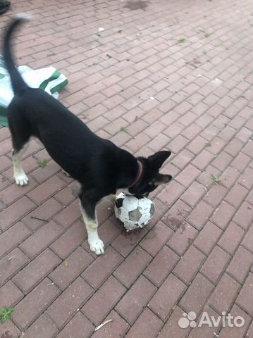 Собака в добрые руки смесь хаски и овчарки любит