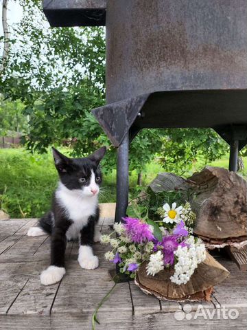 Отдам в добрые руки котят, приносящих удачу
