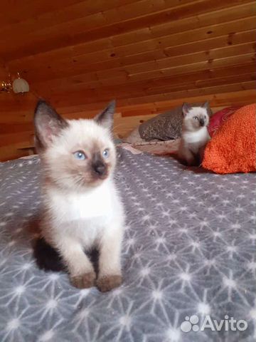 Тайские котята