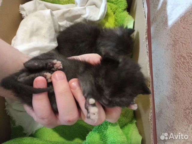 Ищем хозяев для 1-2 недельных котят