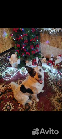 Собака Лялечка ищет дом