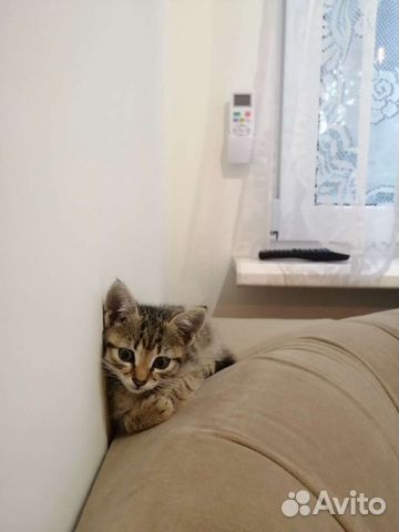 Котенок мальчик бесплатно