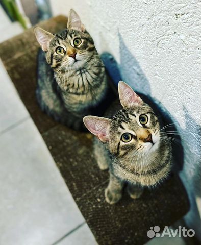 Красивые котята в ответственные руки