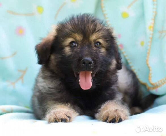 Метис болонки и пшеничного терьера