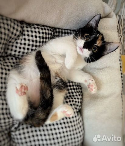 Котенок Фифа в добрые руки
