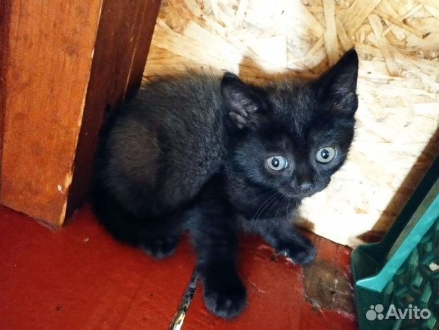 Британские котята
