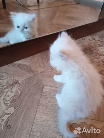 Персидский котёнок