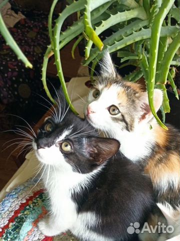 Чудо котята