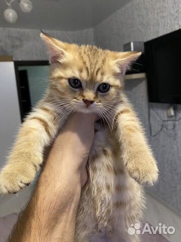 Шотландец прямоухий 2 месяца