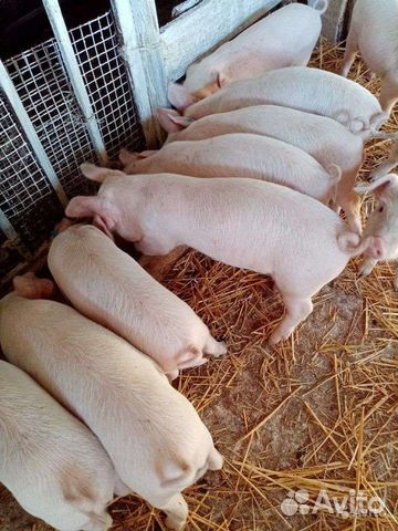 Поросенок ландрас