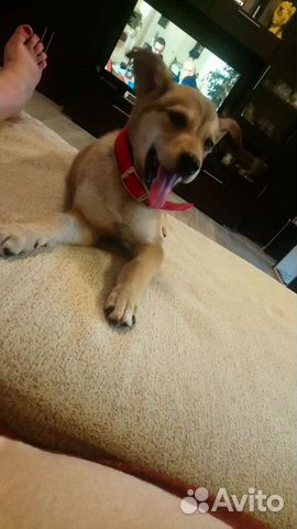 Милая малышка (щенок-девочка)