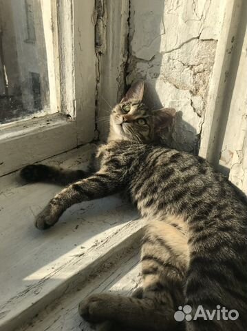 Миниатюрная кошечка Фокля, 1 год