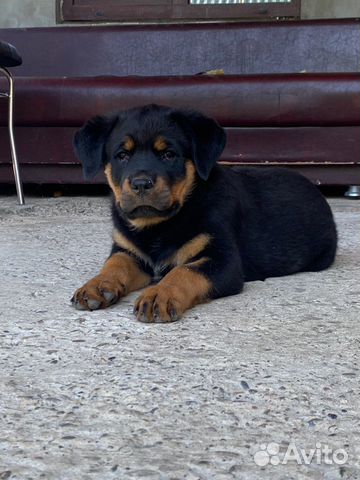 Щенки ротвейлера
