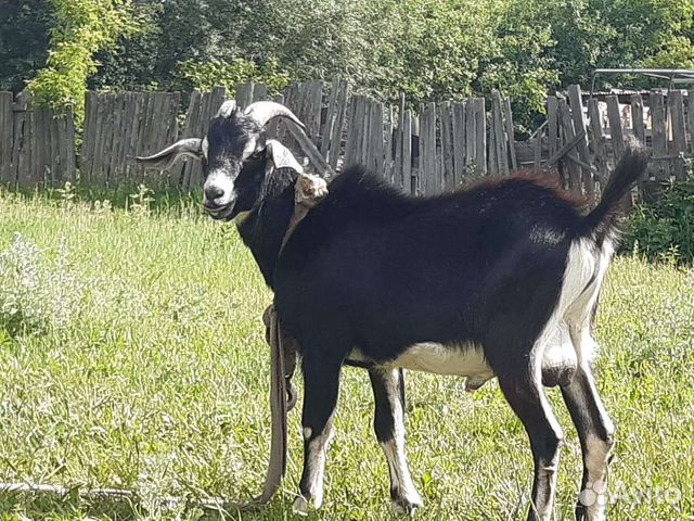 Нубийский козел