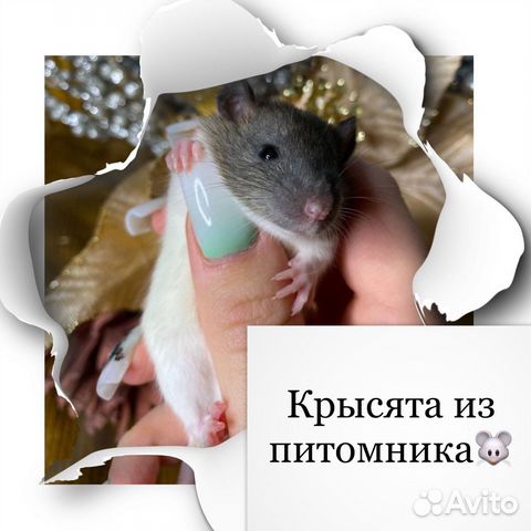 Дамбо крысы, крысята, крыса. Питомник