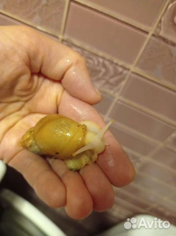 Улитки альбиносы