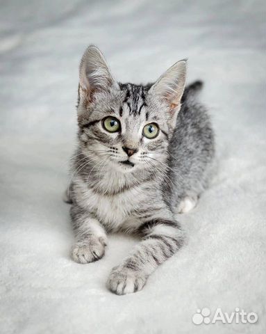 Серебристая кошечка Виски (2,5 мес.) ищет дом